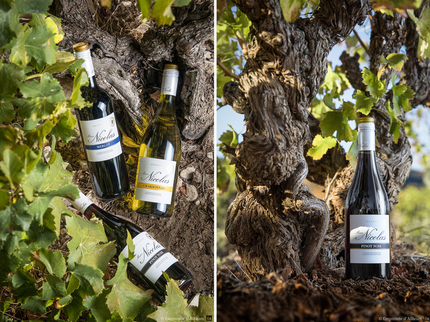 Bouteille de vin et cep de vigne - Empreinte d'Ailleurs photographie